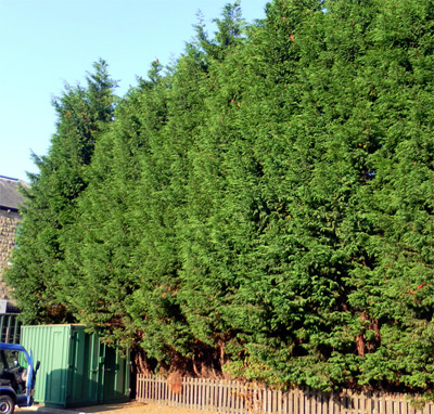 conifer - Indoor/Outdoor Lighting Guides & Resources | Solar Centre